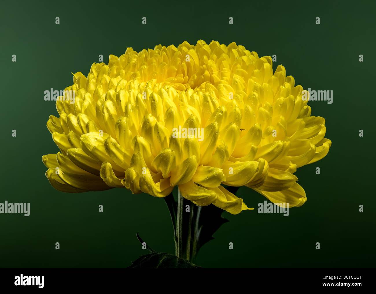 Radiant Yellow Chrysanthemum Against a Deep Green Background Stock ...