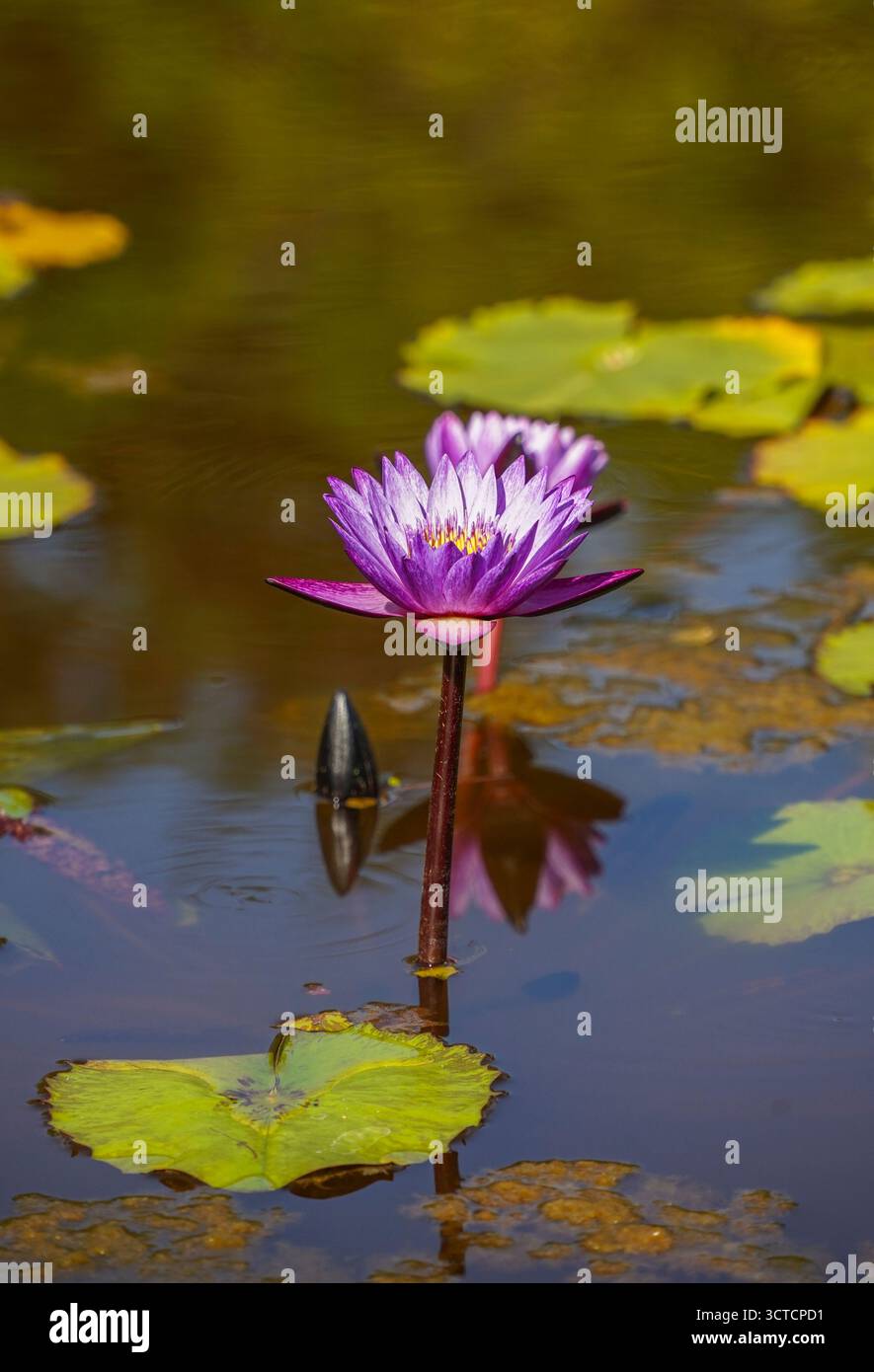 Blue lotus (Nymphaea nouchali), Egyptian lotus, blue water lily, sacred ...