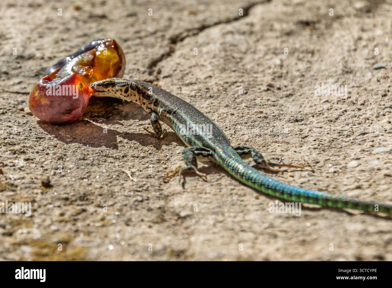 Podarcis hispanicus, Spanish Wall Lizard Stock Photo - Alamy