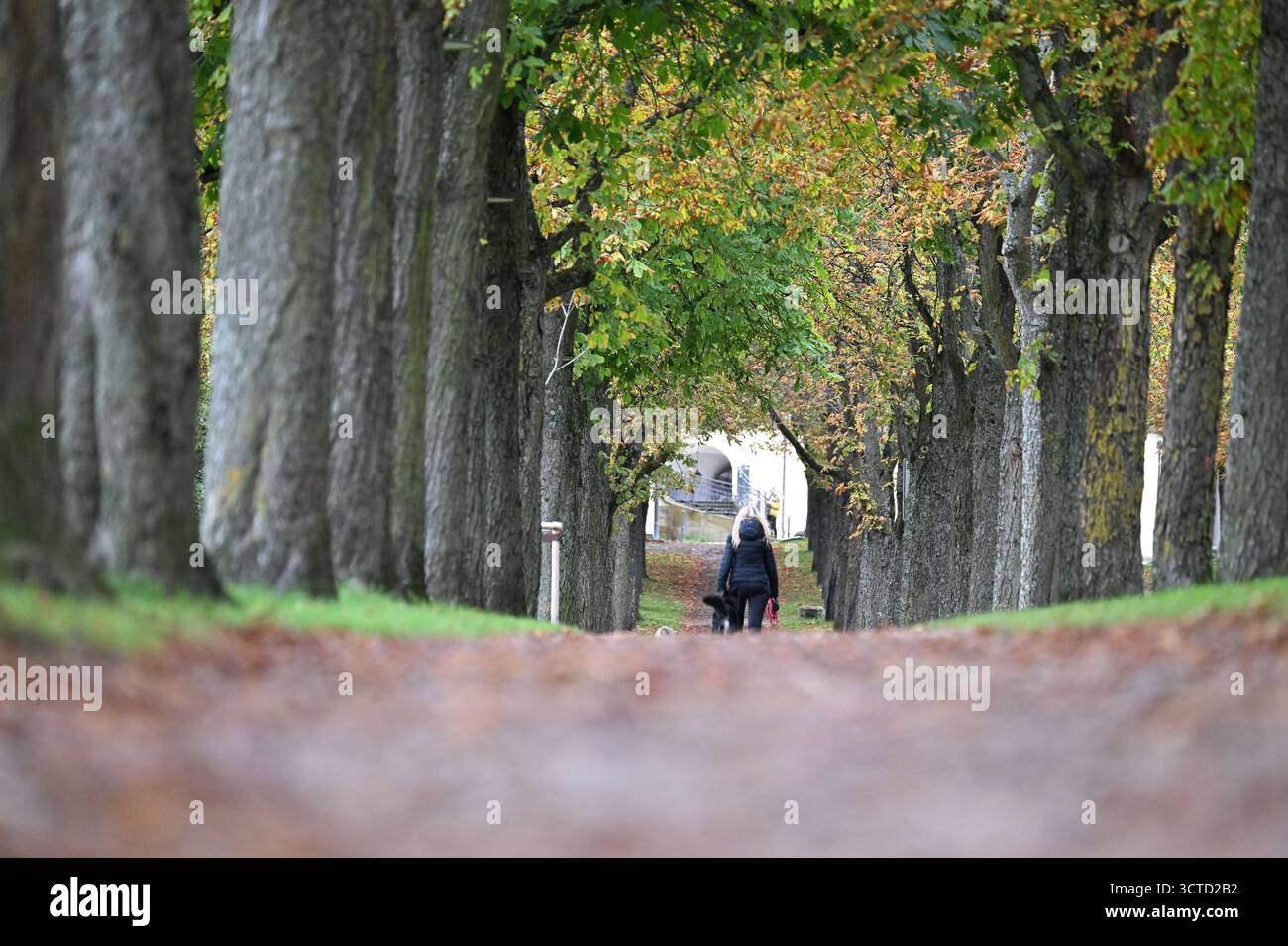 Stuttgart, Germany. 06th Oct, 2025. A stroller walks along an avenue of ...