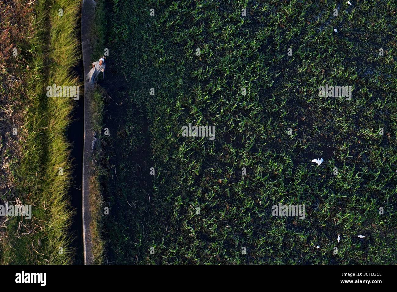 A farmer watches tourists aboard a hot air balloon during landing on the west bank of the Nile ...