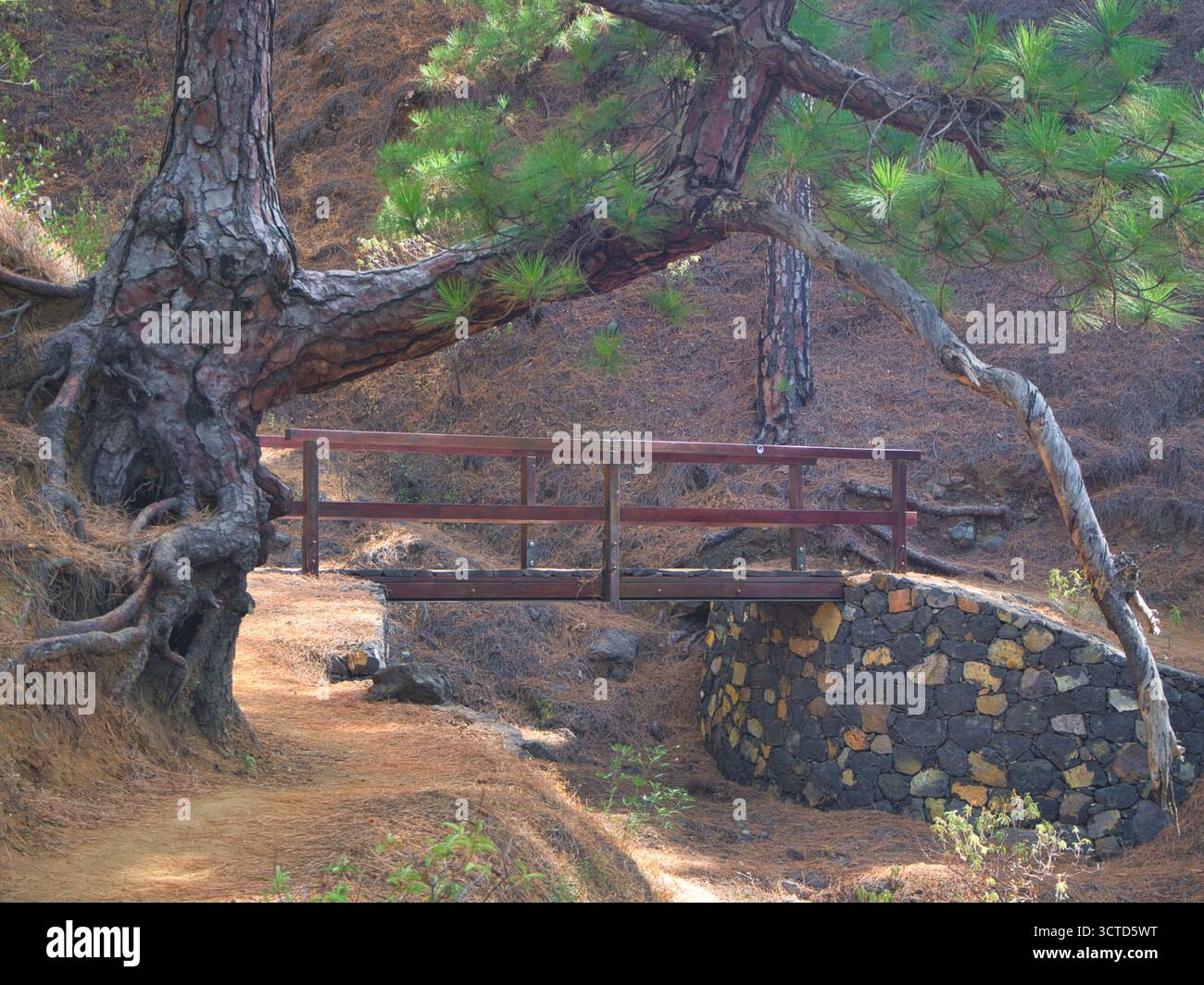 Rustic wooden bridge under gnarled pine tree - Small pedestrian bridge ...