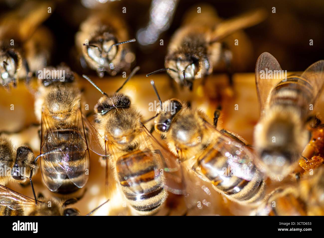 East Dean, East Sussex, UK. 06th Oct, 2025. Honey Bees (Apis mellifera ...