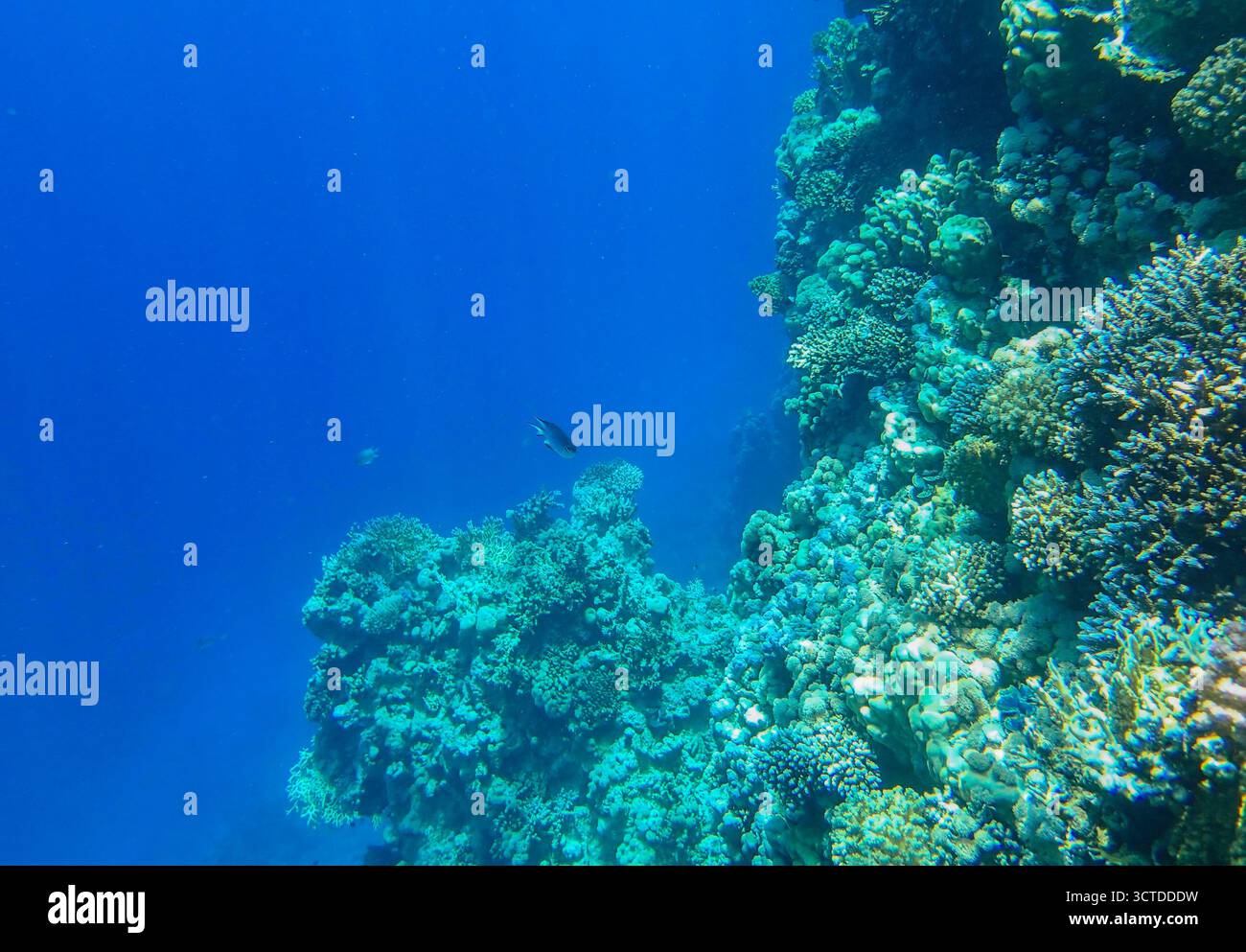 Underwater view of a coral reef wall descending into the deep blue sea ...
