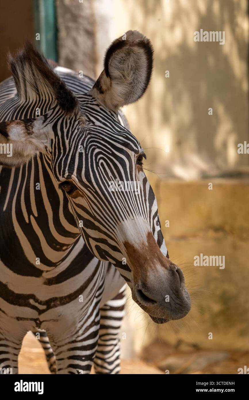 Native equid hi-res stock photography and images - Alamy