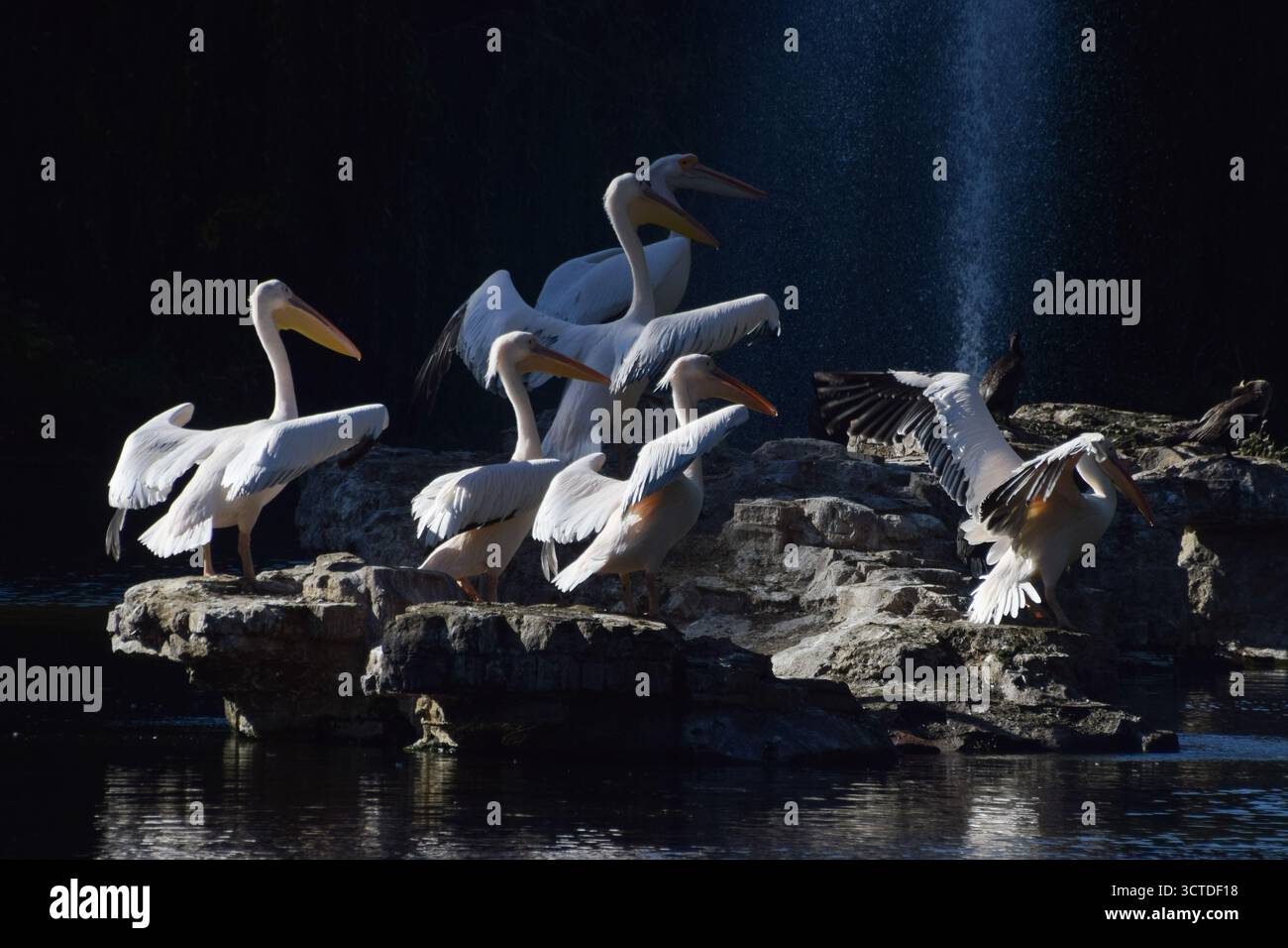 London, England, UK. 6th Oct, 2025. Resident pelicans soak up the ...