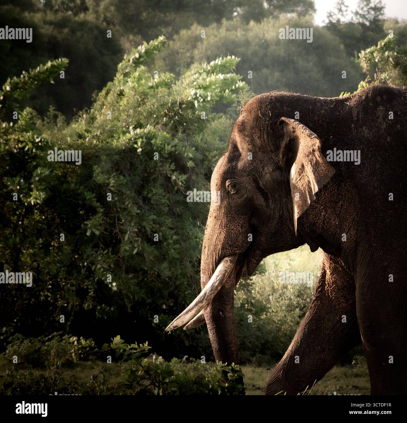 Tusker photography hi-res stock photography and images - Alamy