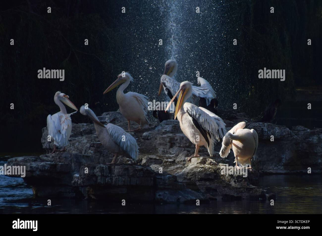 London, England, UK. 6th Oct, 2025. Resident pelicans preen on the rock ...
