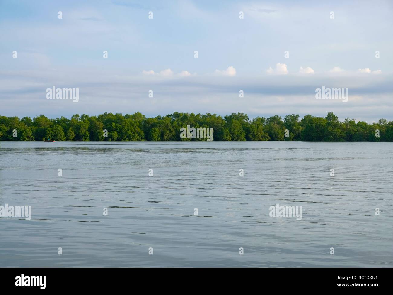 Mangrove forest on Rupat Island, Riau Stock Photo - Alamy