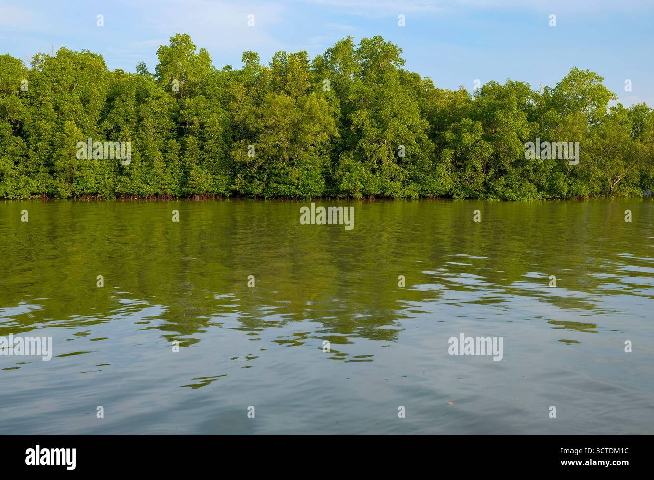 Mangrove forest on Rupat Island, Riau Stock Photo - Alamy