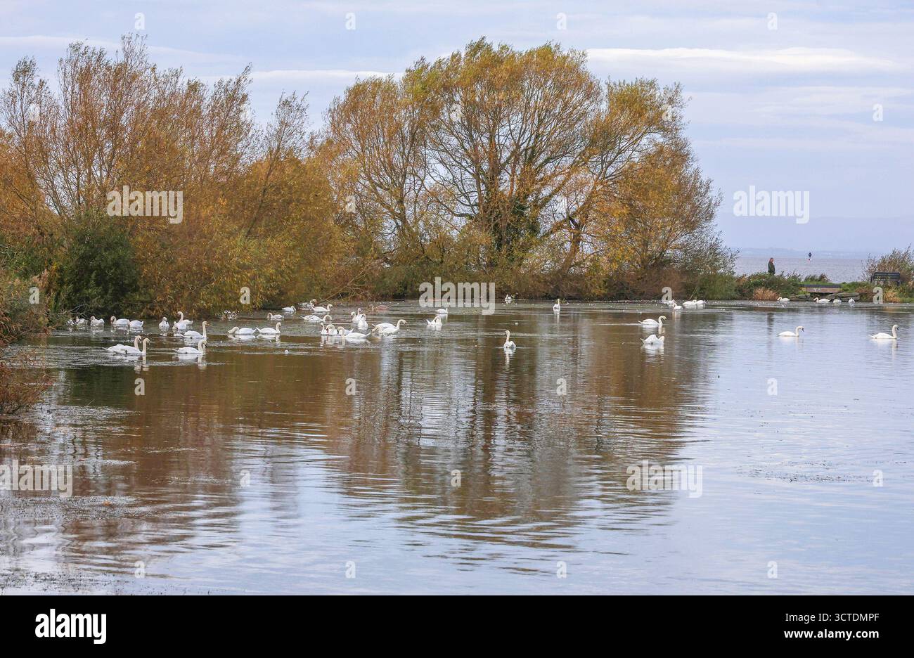 Common swans lough neagh hi-res stock photography and images - Alamy