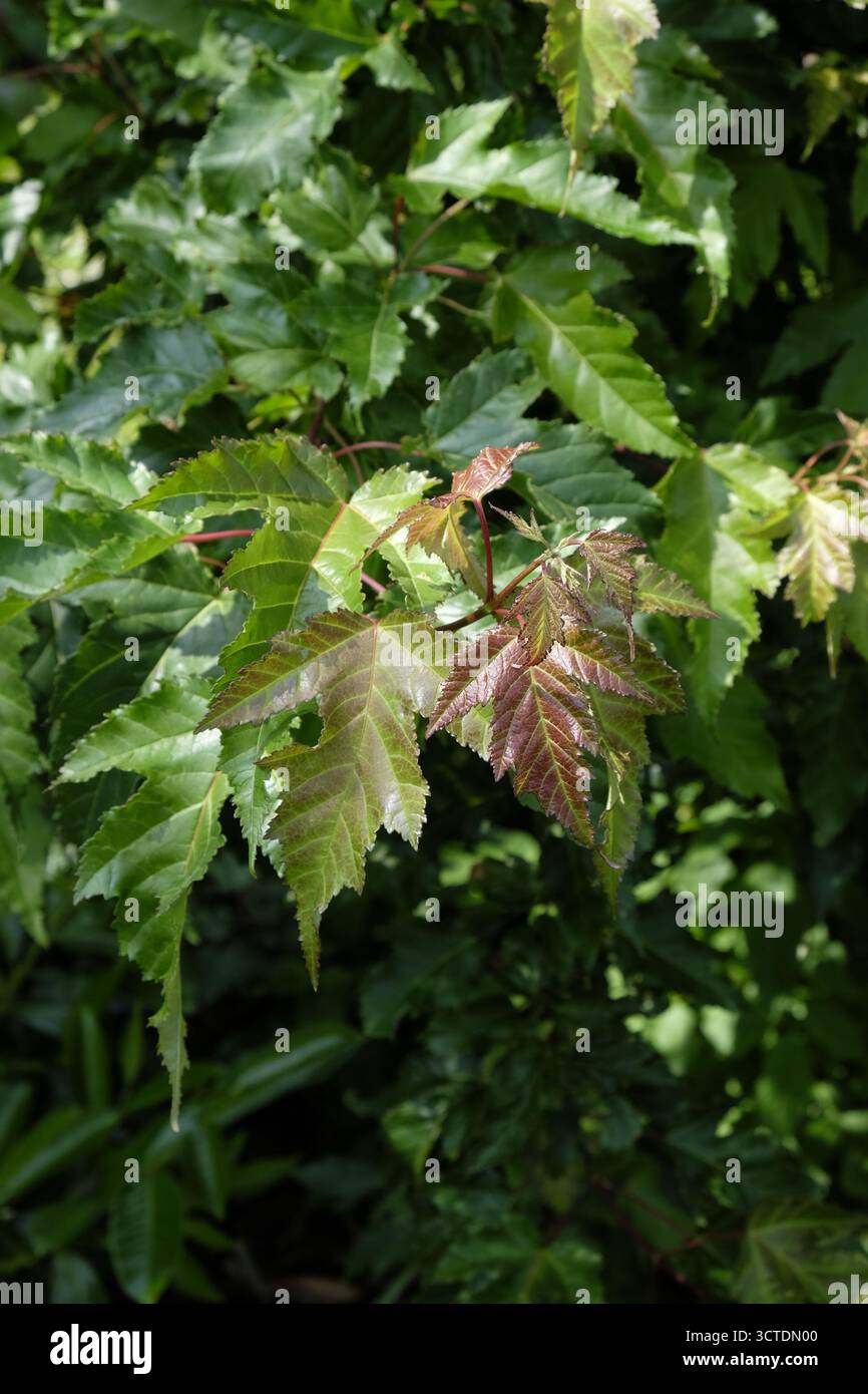 Botanische Aufnahme von Acer ginnala (Ahorn). Botanical photograph of ...