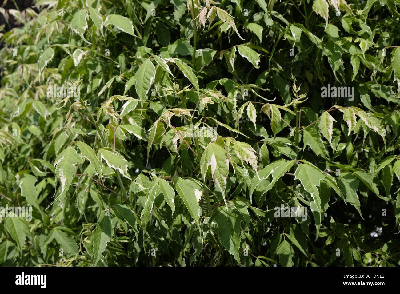 Botanische Aufnahme von Acer negundo ('Flamingo') (Ahorn). Botanical ...