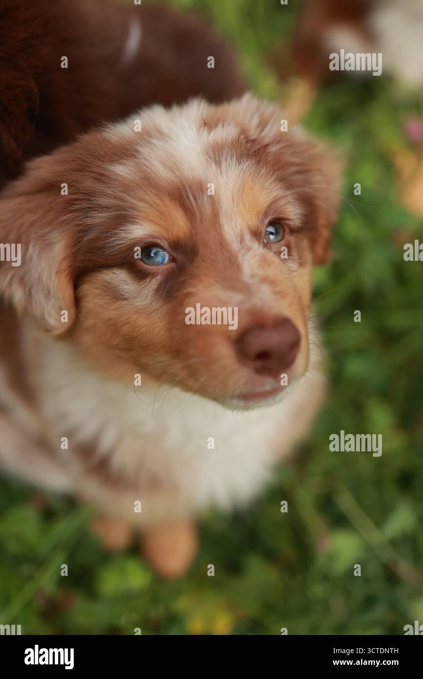 Brown and white dog with blue eyes is looking at the camera Stock Photo ...