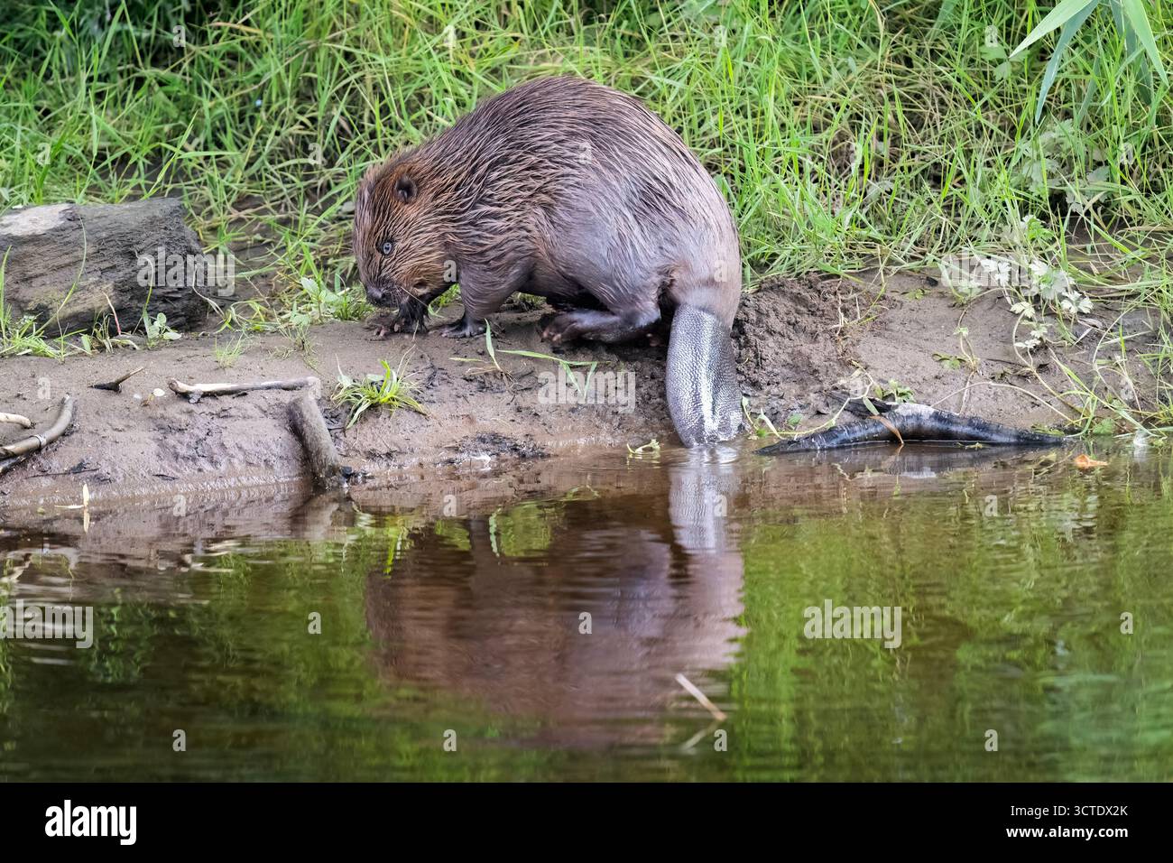 Beaver on the riverbank eating Stock Photo - Alamy