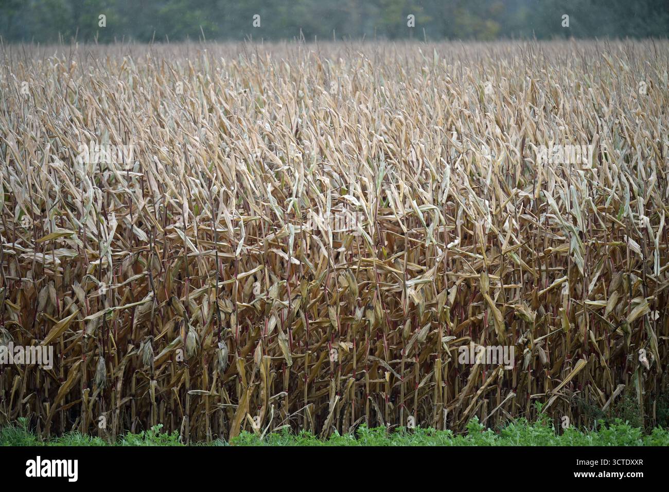 Hallbergmoos, Germany. 06th Oct, 2025. The corn plants in a field have ...