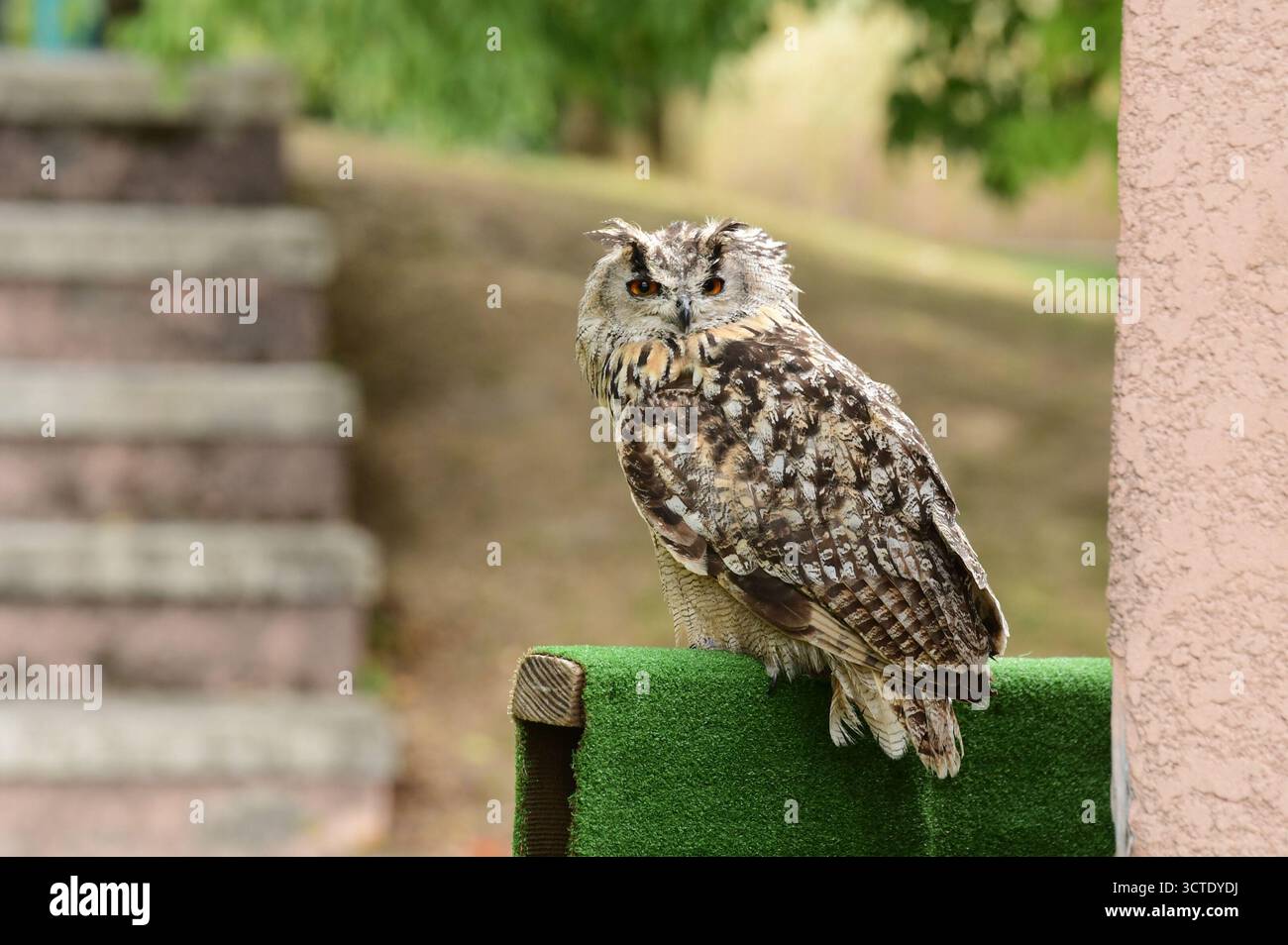 Montelier, France. 05th Oct, 2025. A tame bird the Eurasian Eagle Owl ...