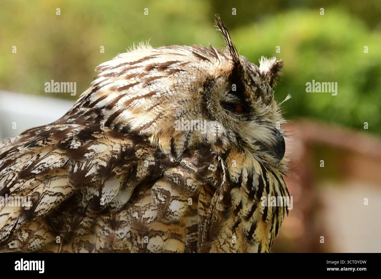 Montelier, France. 05th Oct, 2025. A tame bird the Eurasian Eagle Owl ...