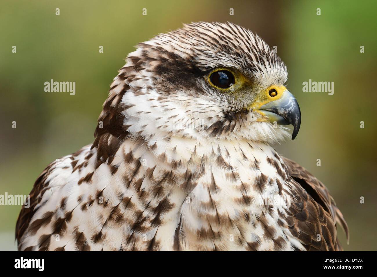 Montelier, France. 05th Oct, 2025. A tame Saker Falcon, Falco cherrug ...