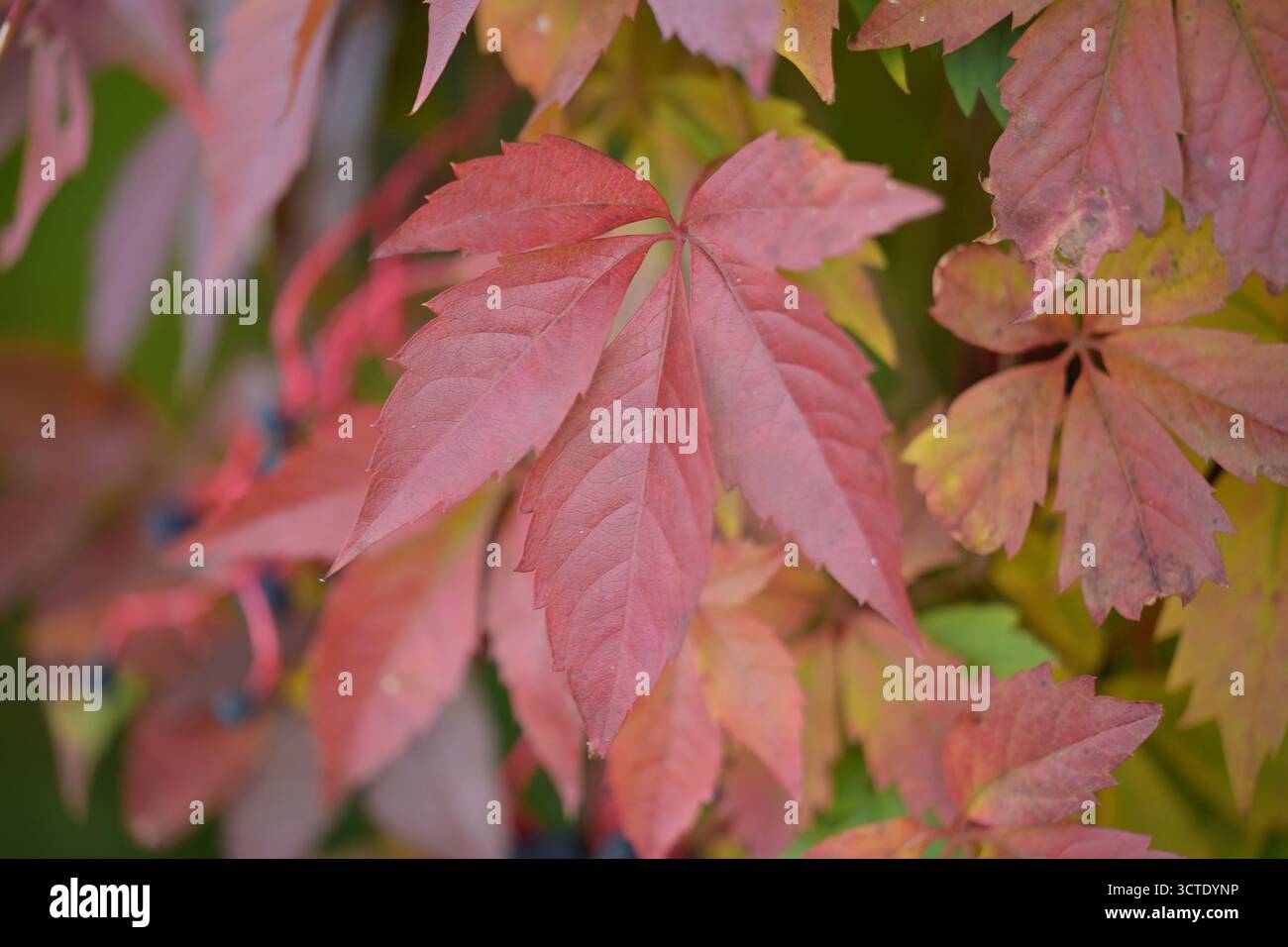 Hallbergmoos, Germany. 06th Oct, 2025. The leaves of the wild grapevine ...