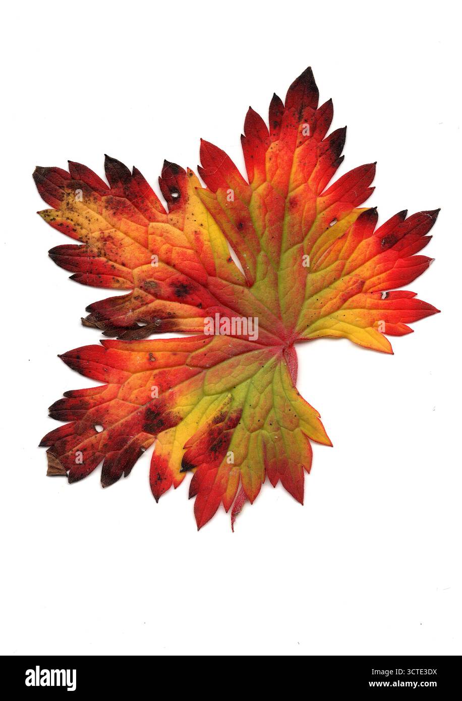 A geranium leaf in autumn colours isolated on a white background Stock ...