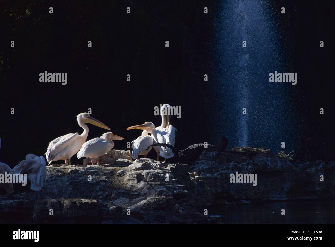 London, UK. 6th October 2025. Resident pelicans soak up the sunshine on ...