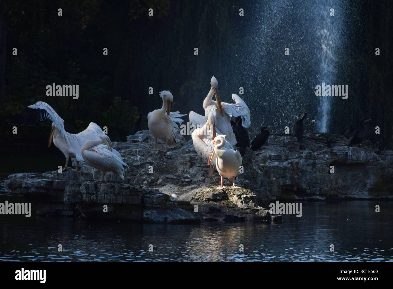 London, UK. 6th October 2025. Resident pelicans preen on the rock in ...