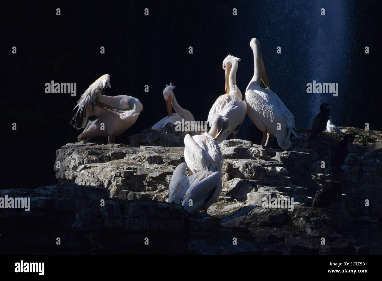 London, UK. 6th October 2025. Resident pelicans preen on the rock in ...