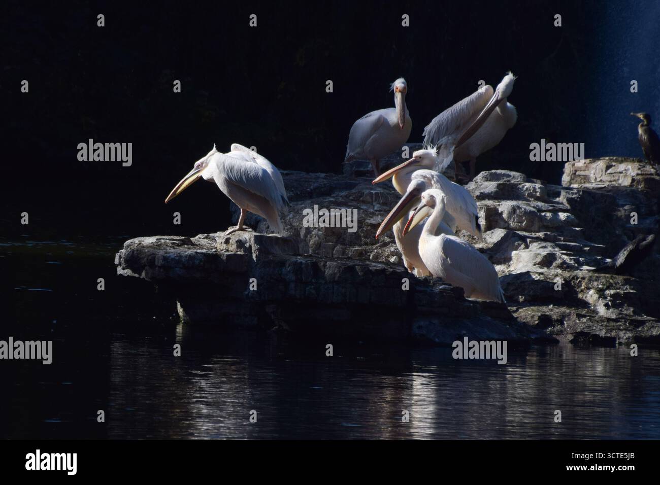 London, UK. 6th October 2025. Resident pelicans soak up the sunshine on ...