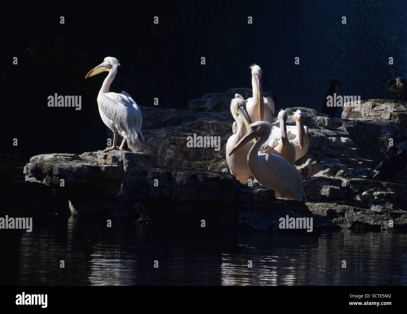 London, UK. 6th October 2025. Resident pelicans soak up the sunshine on ...