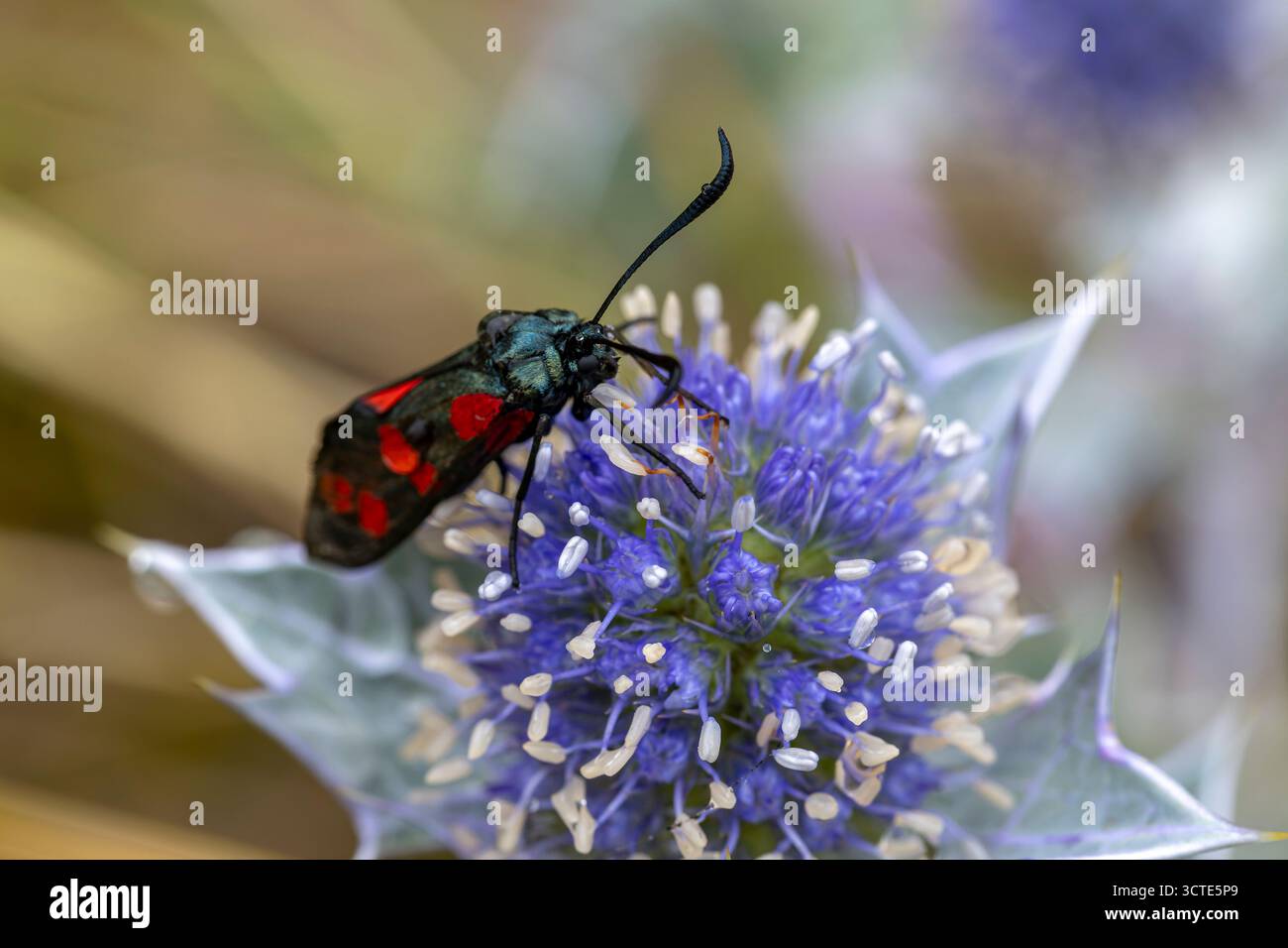 Six spot burnet moth sea holly hi-res stock photography and images - Alamy