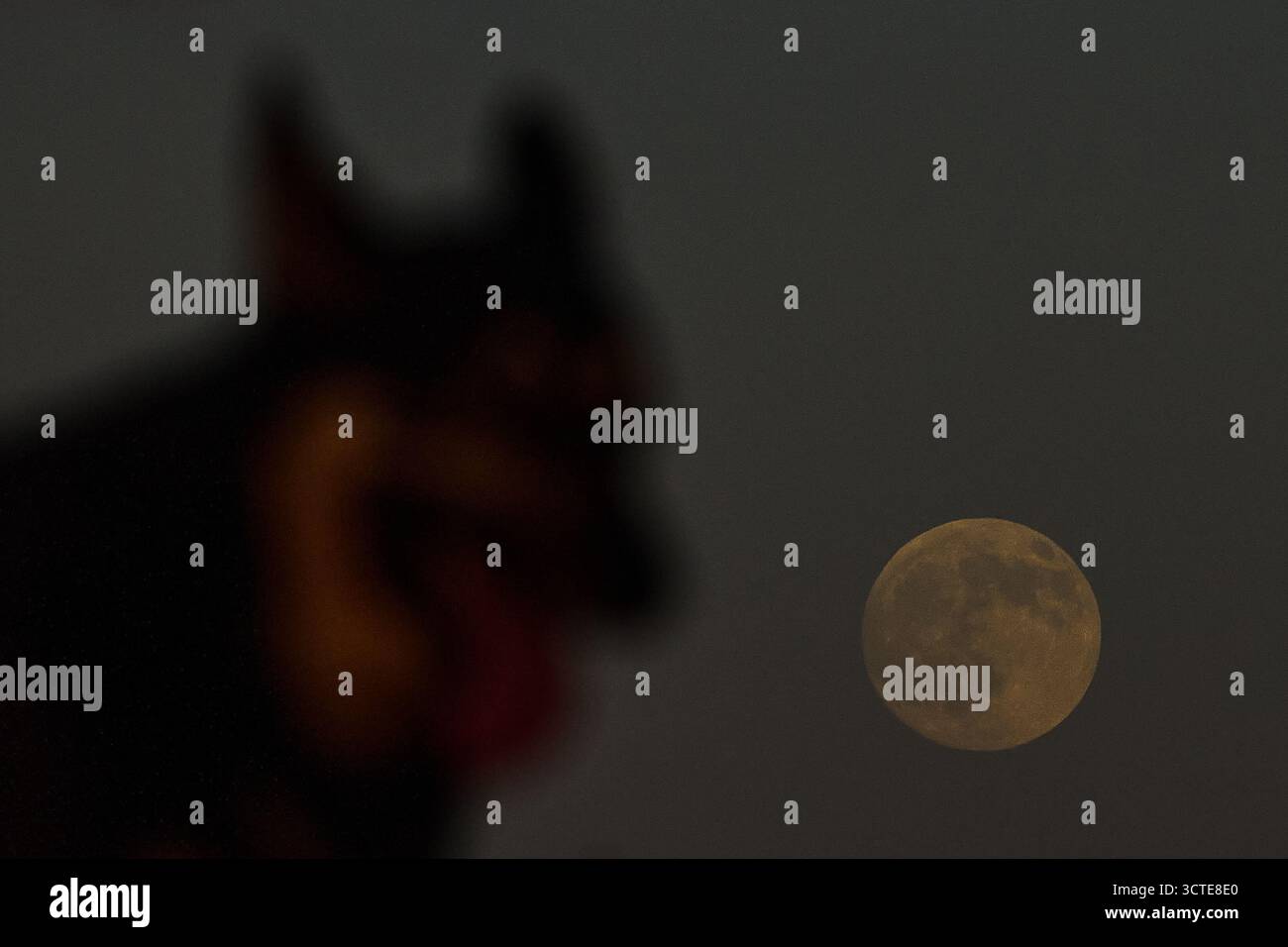 The moon rises in the sky in Hadera, Israel, Monday, Oct. 6, 2025. (AP ...