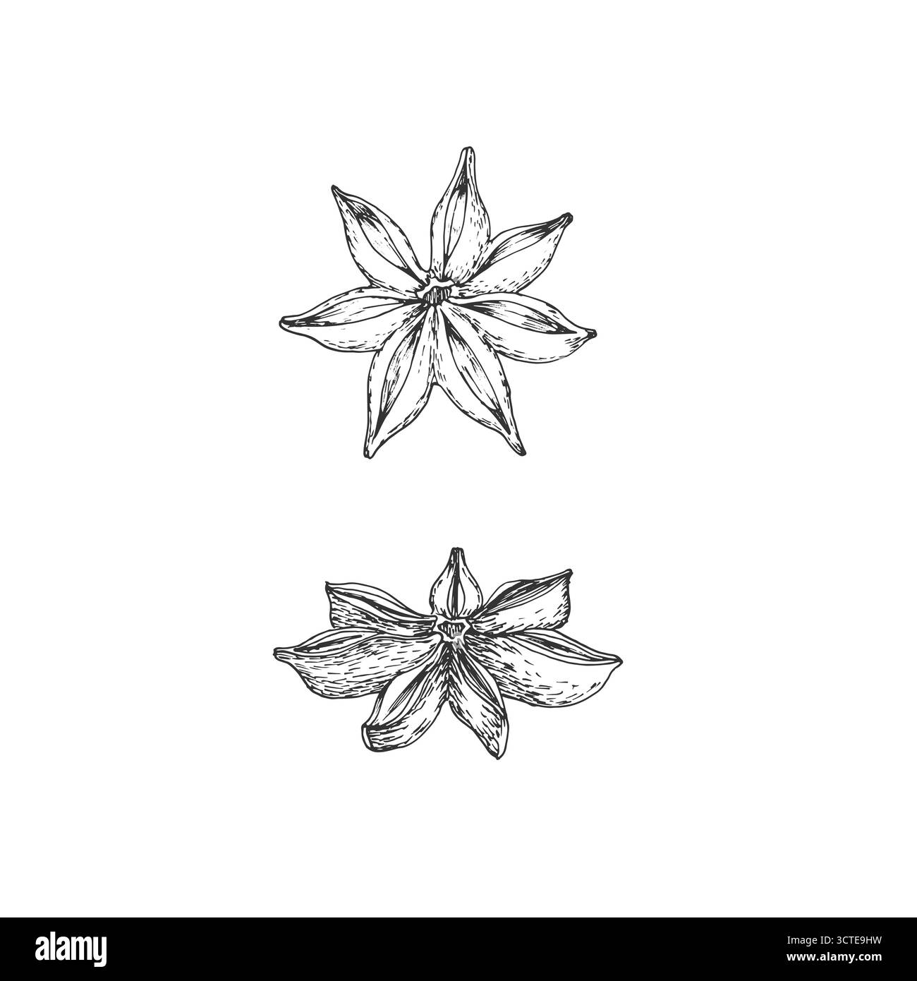 Anise star vector illustration, hand-drawn in ink. Element for menu ...