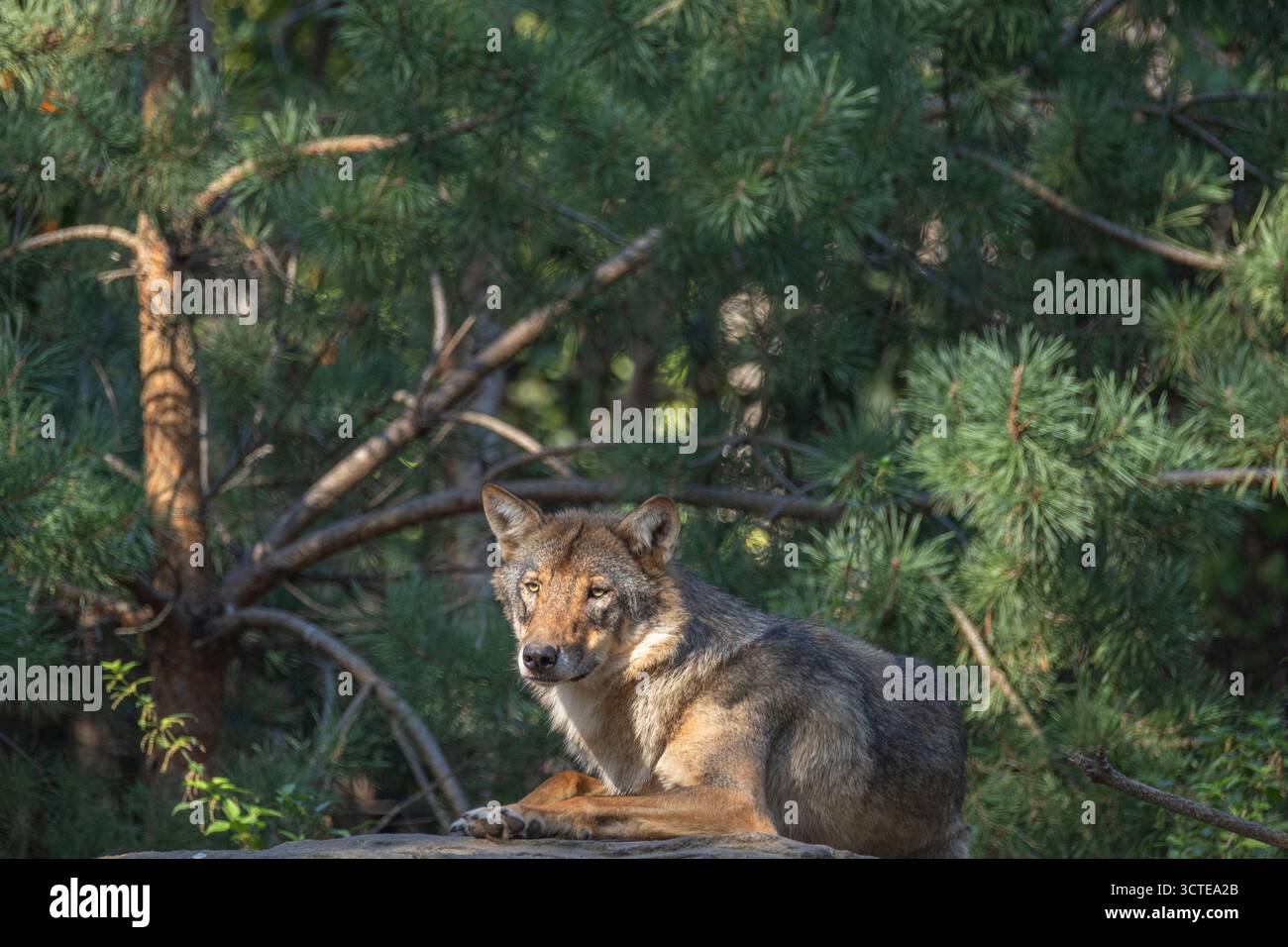 adult gray European wolf in natural environment, resting under a tree ...