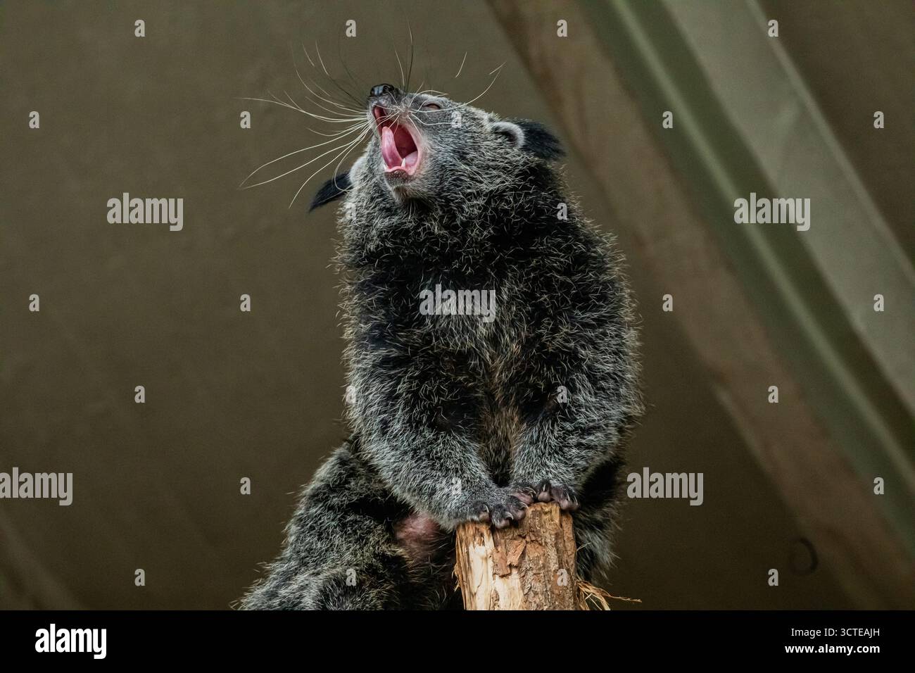 Binturong arctictis bearcat large hi-res stock photography and images ...