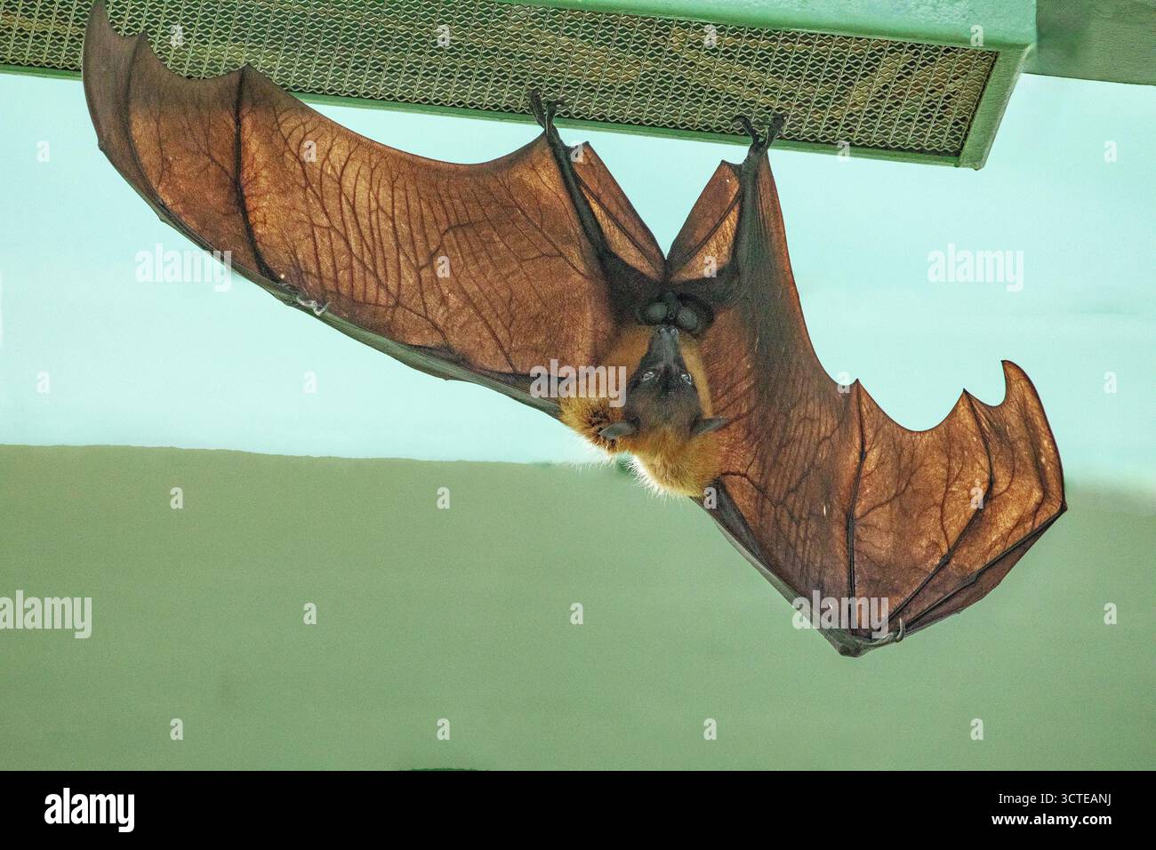 fruit bat hanging on tree in forest. Lyle's flying fox. a bat hangs ...
