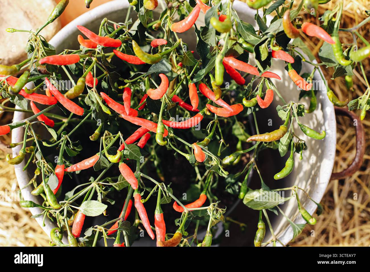 Fresh chili pepper plant with red and green pods. Spicy vegetable ...