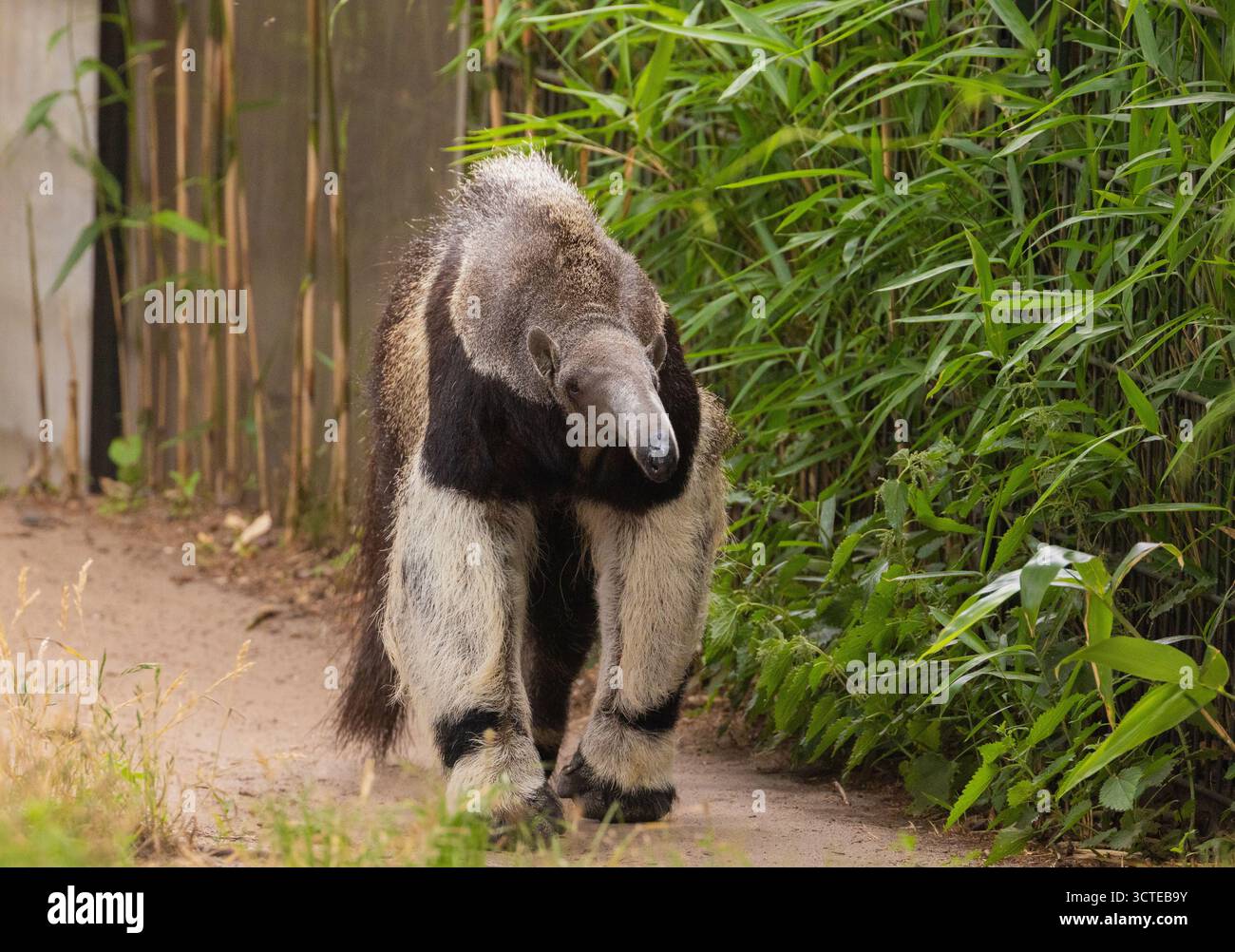 Giant anteater cute animal from Brazil. Myrmecophaga tridactyla, animal ...