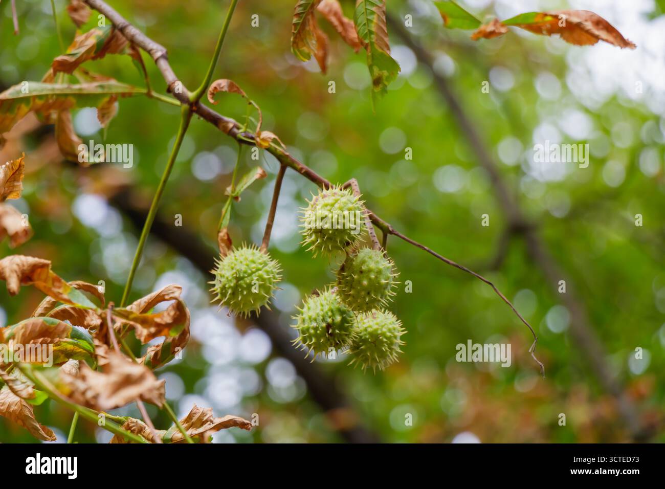 Seed pods detail hi-res stock photography and images - Alamy