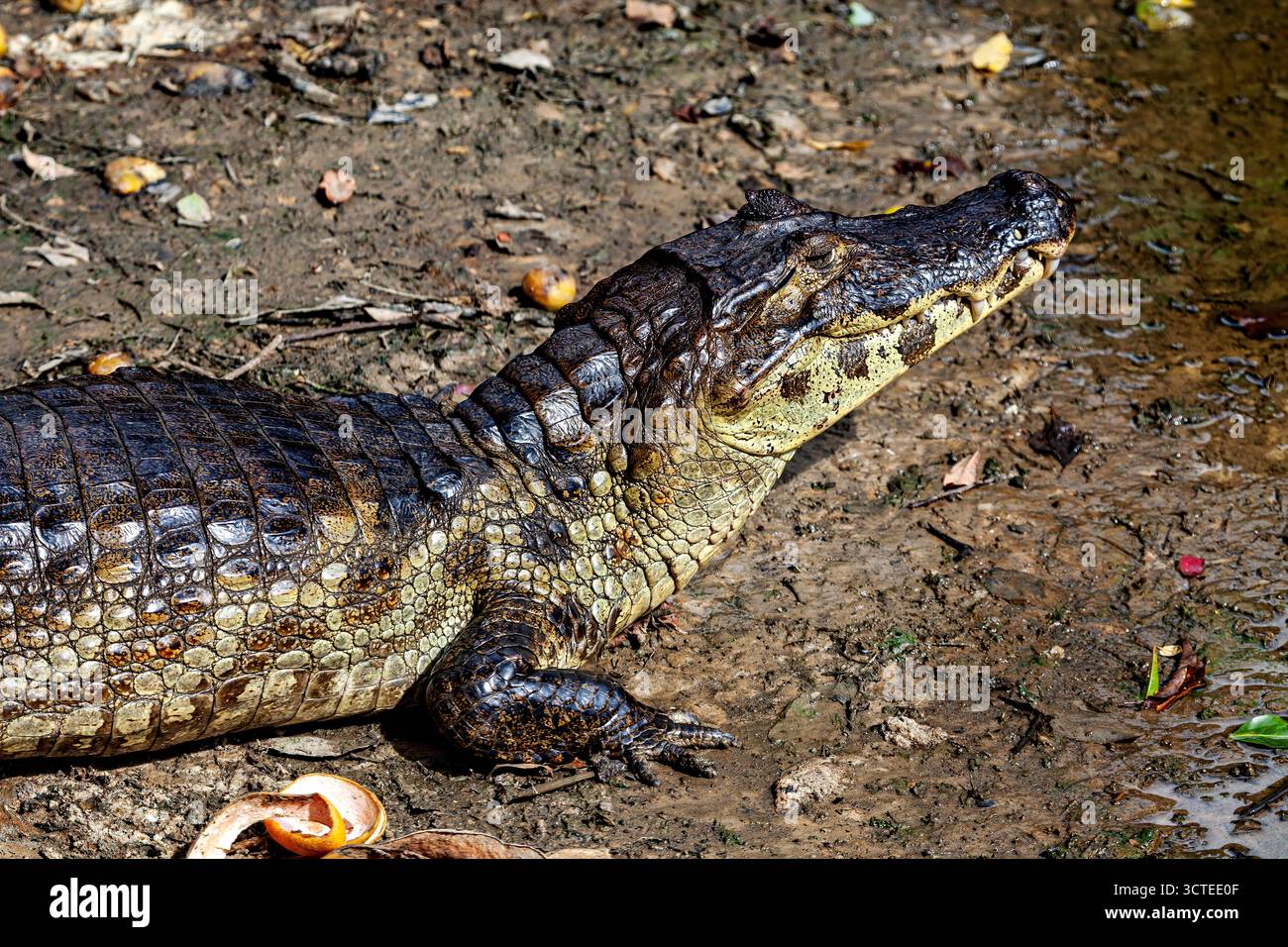 The Black Caiman (Melanosuchus niger) in the Pampas Swamps of Bolivia ...