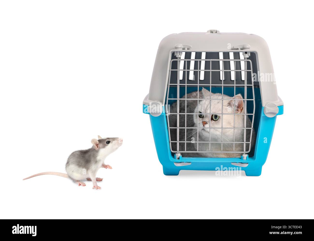 White cat in mouse Cut Out Stock Images & Pictures - Alamy