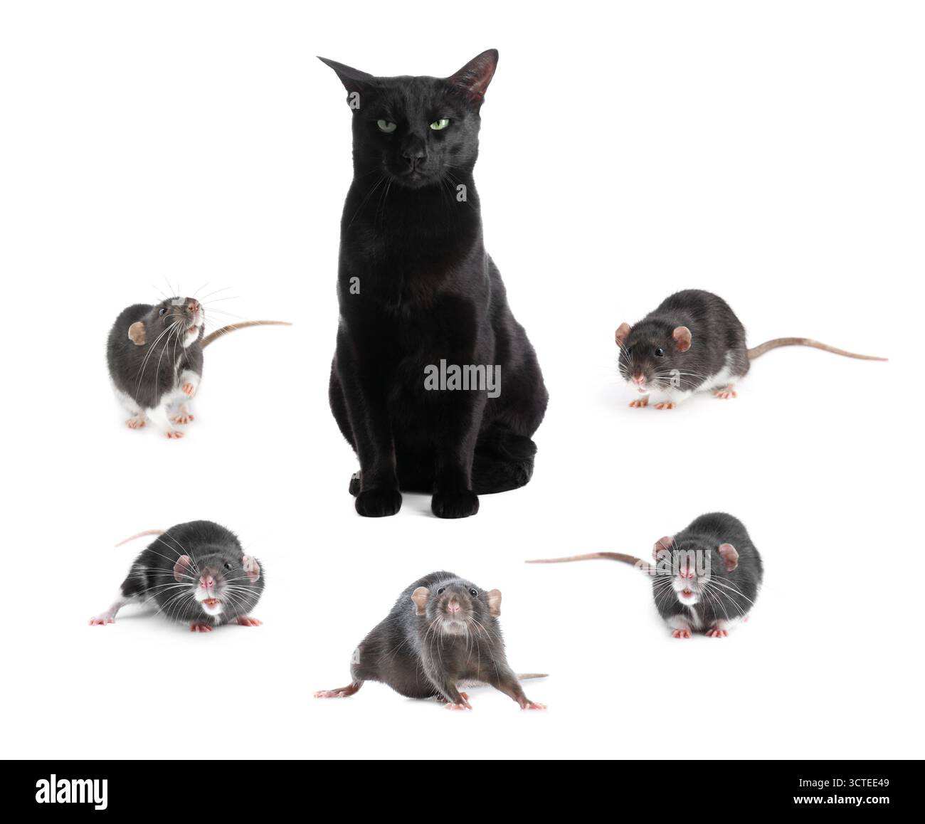 Rats around black cat on white background Stock Photo - Alamy