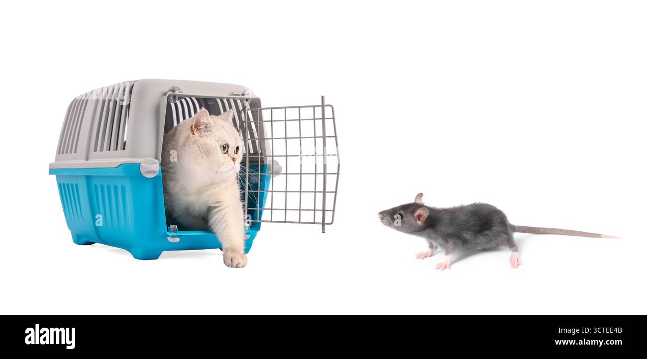 Rat looking at cat in pet carrier on white background Stock Photo - Alamy