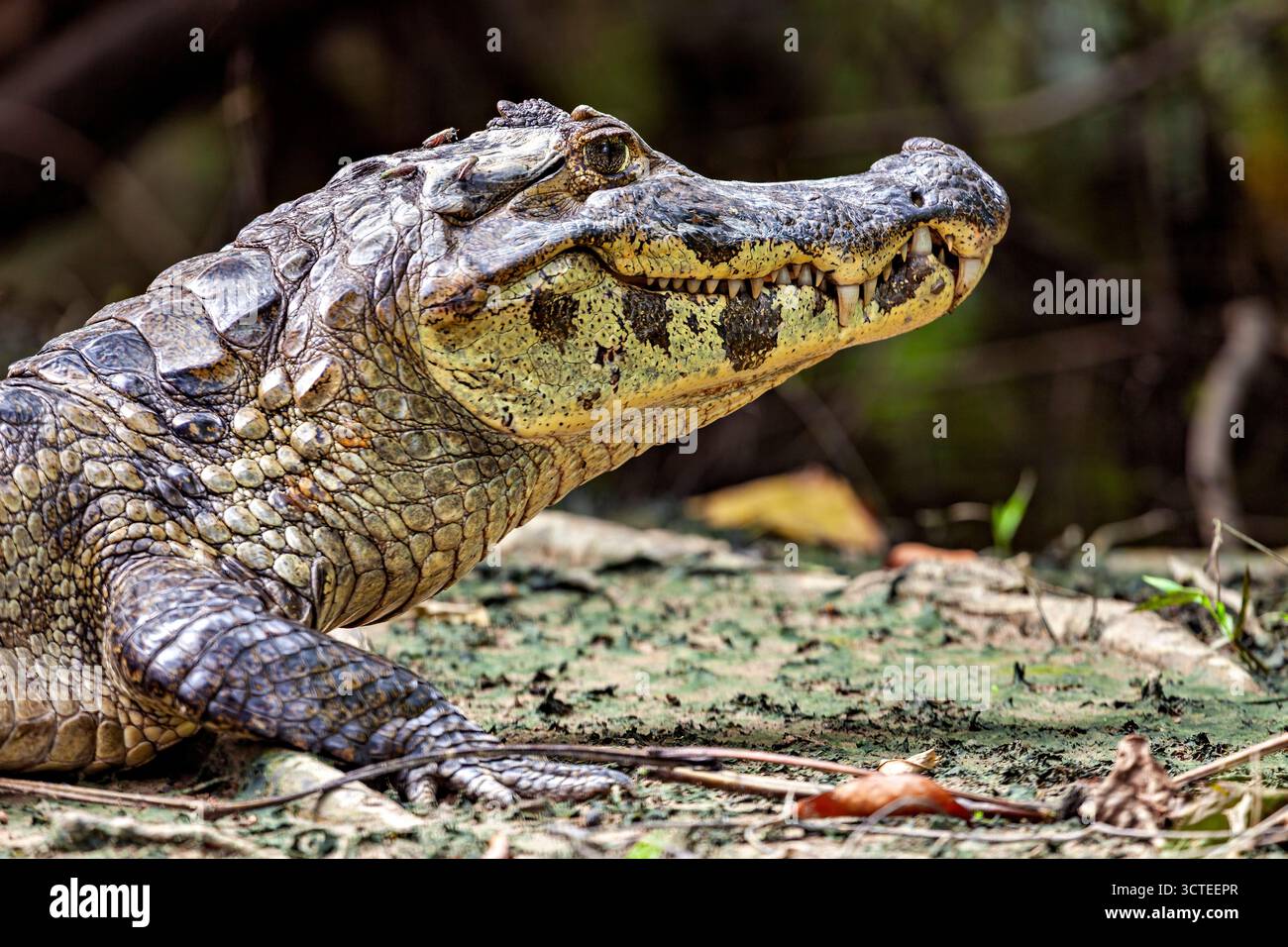 The Black Caiman (Melanosuchus niger) in the Pampas Swamps of Bolivia ...