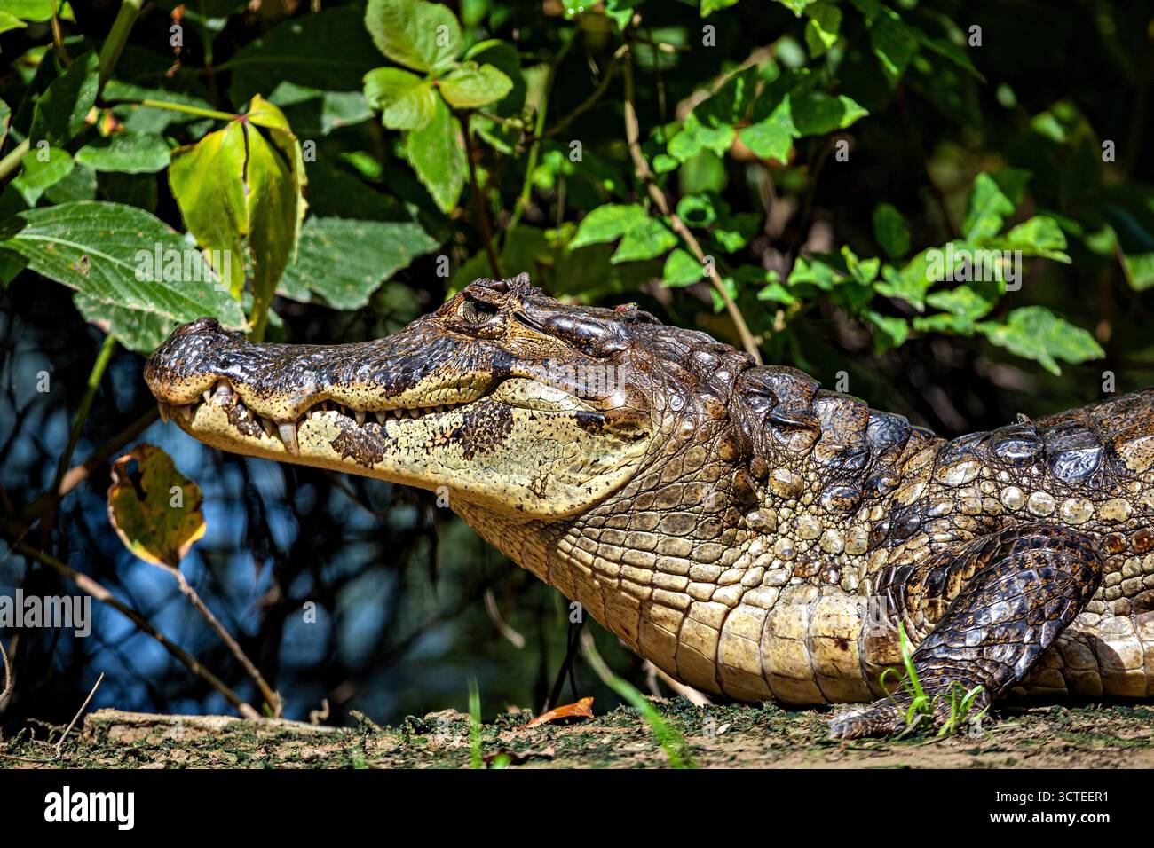 The Black Caiman (Melanosuchus niger) in the Pampas Swamps of Bolivia ...