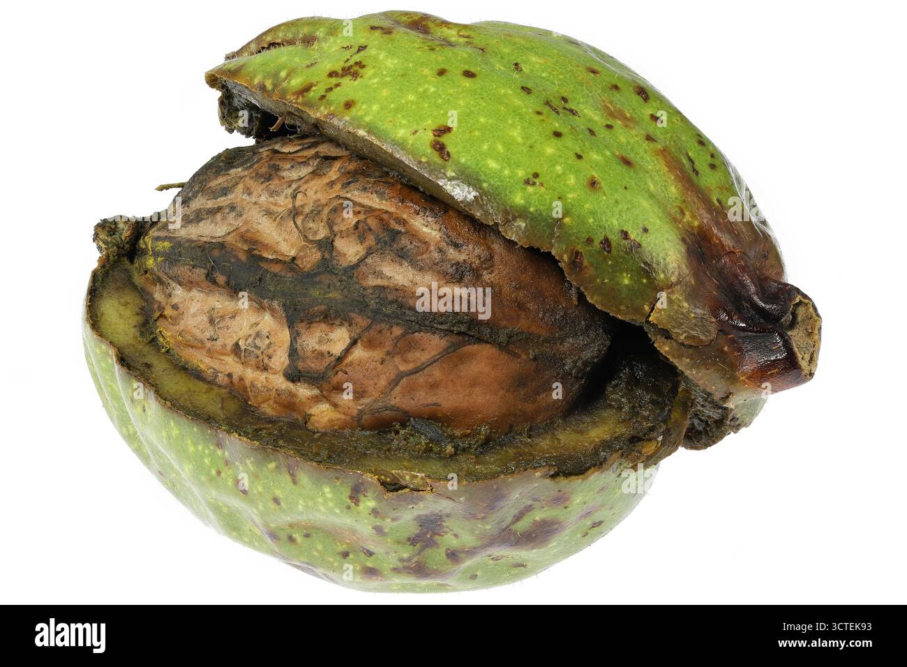 walnut in green husk isolated on white background Stock Photo - Alamy