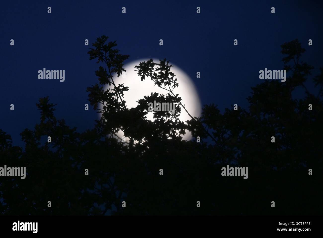 Essex, UK. 6th Oct, 2025. The Full Harvest Moon Supermoon rises over ...