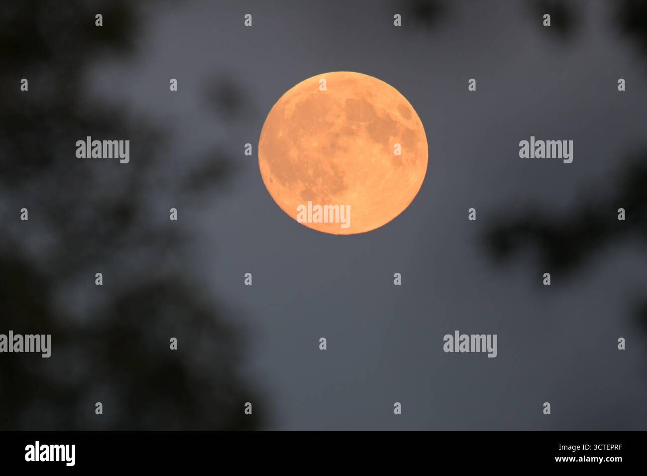 Essex, UK. 6th Oct, 2025. The Full Harvest Moon Supermoon rises over ...