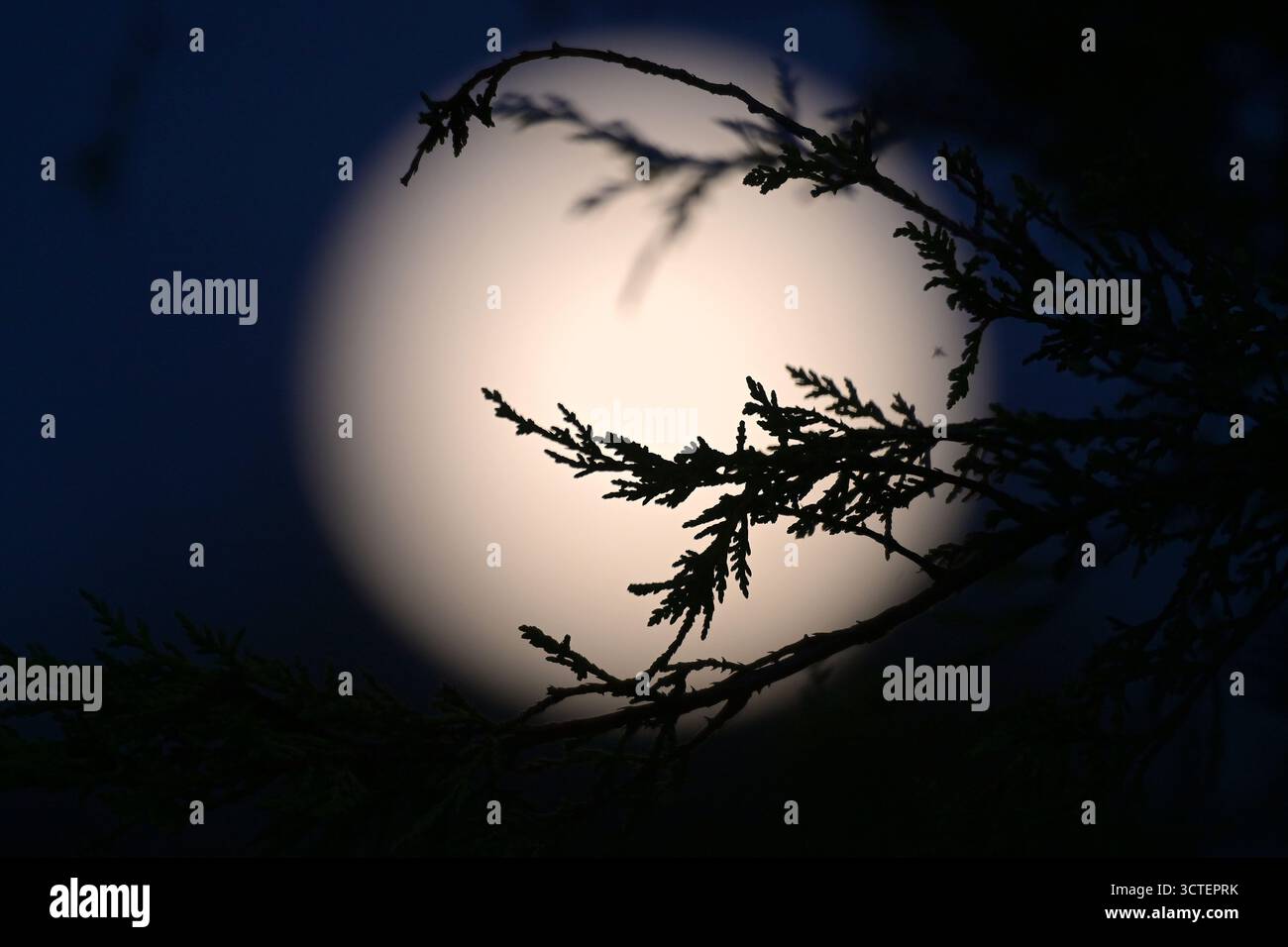 Essex, UK. 6th Oct, 2025. The Full Harvest Moon Supermoon rises over ...