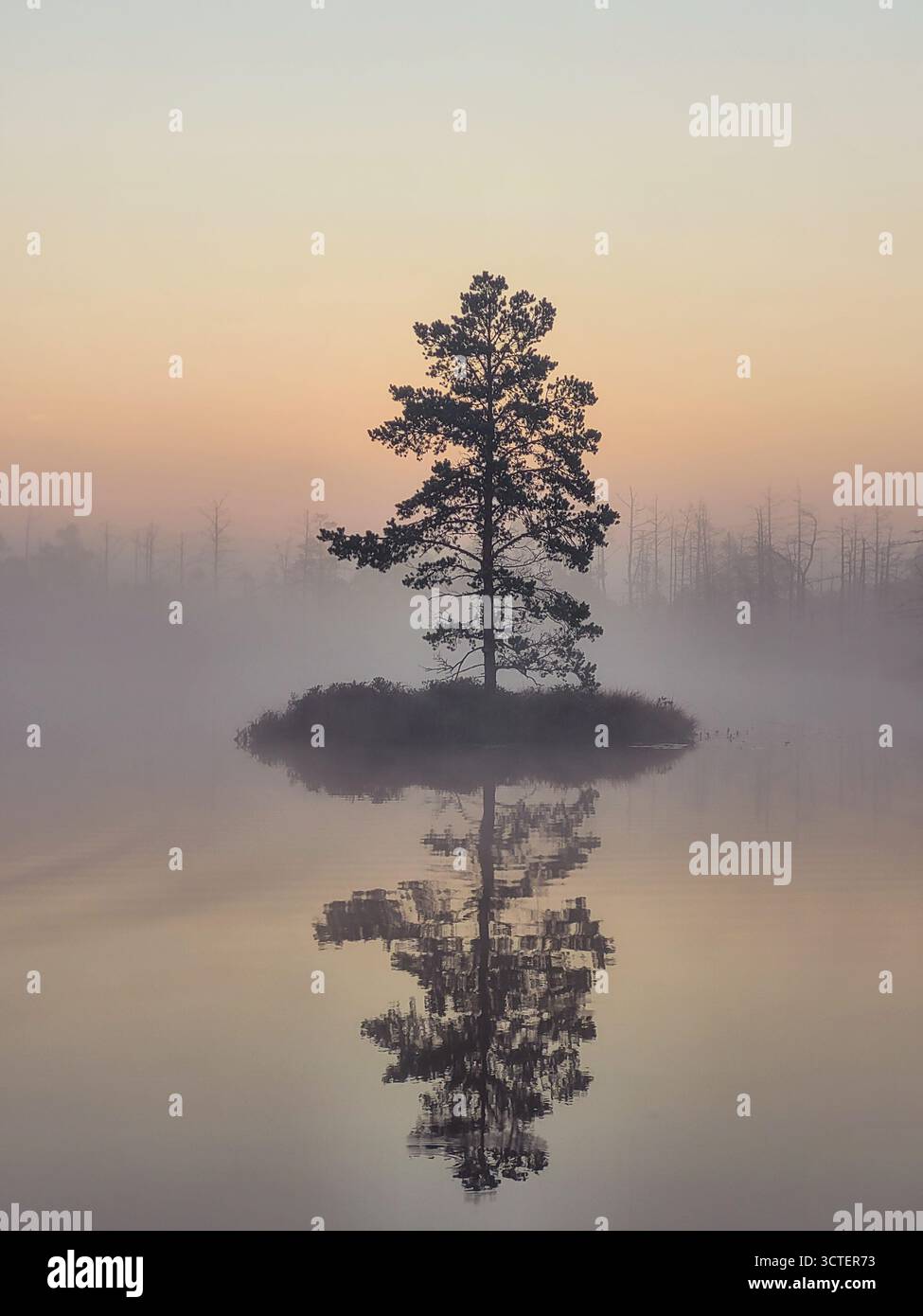 An ethereal and minimalist scene captures a solitary pine tree on a ...